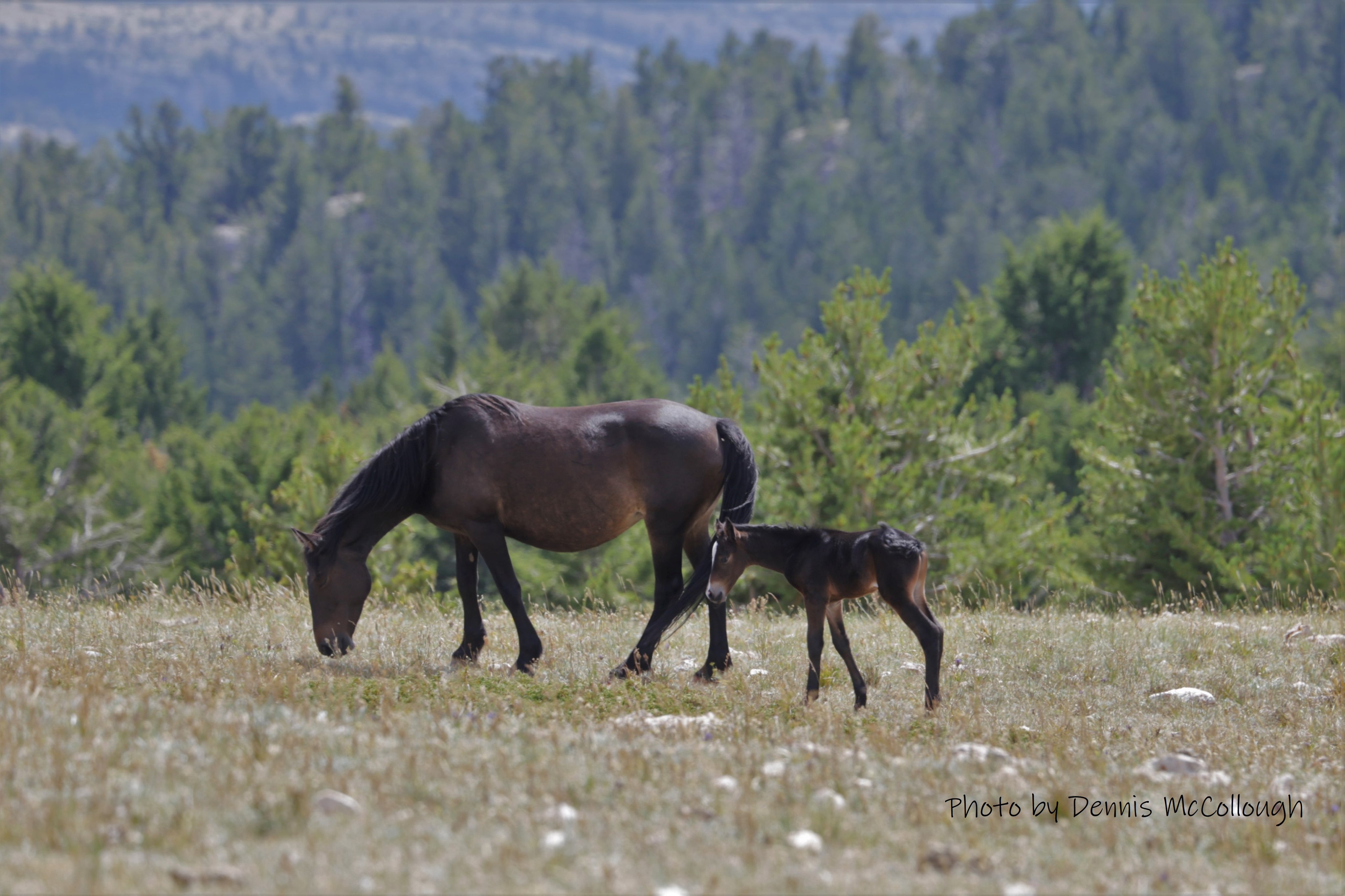 2019 Pryor Foal # 14 – Wild in the Pryors